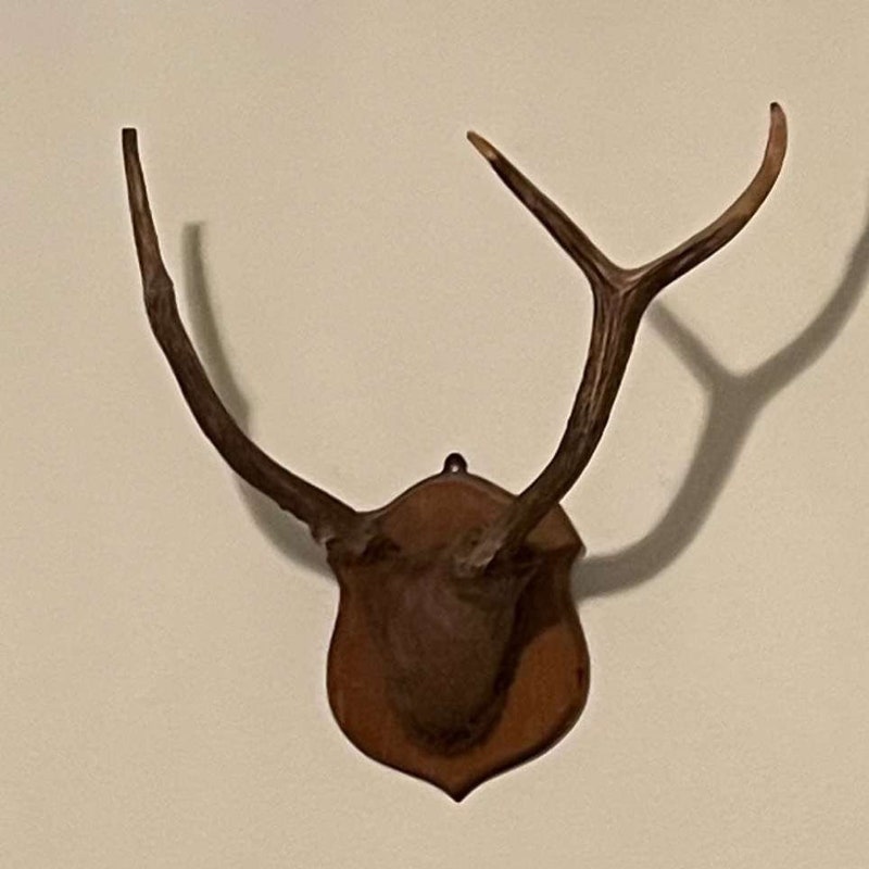 Deer Antler Mount - Etsy