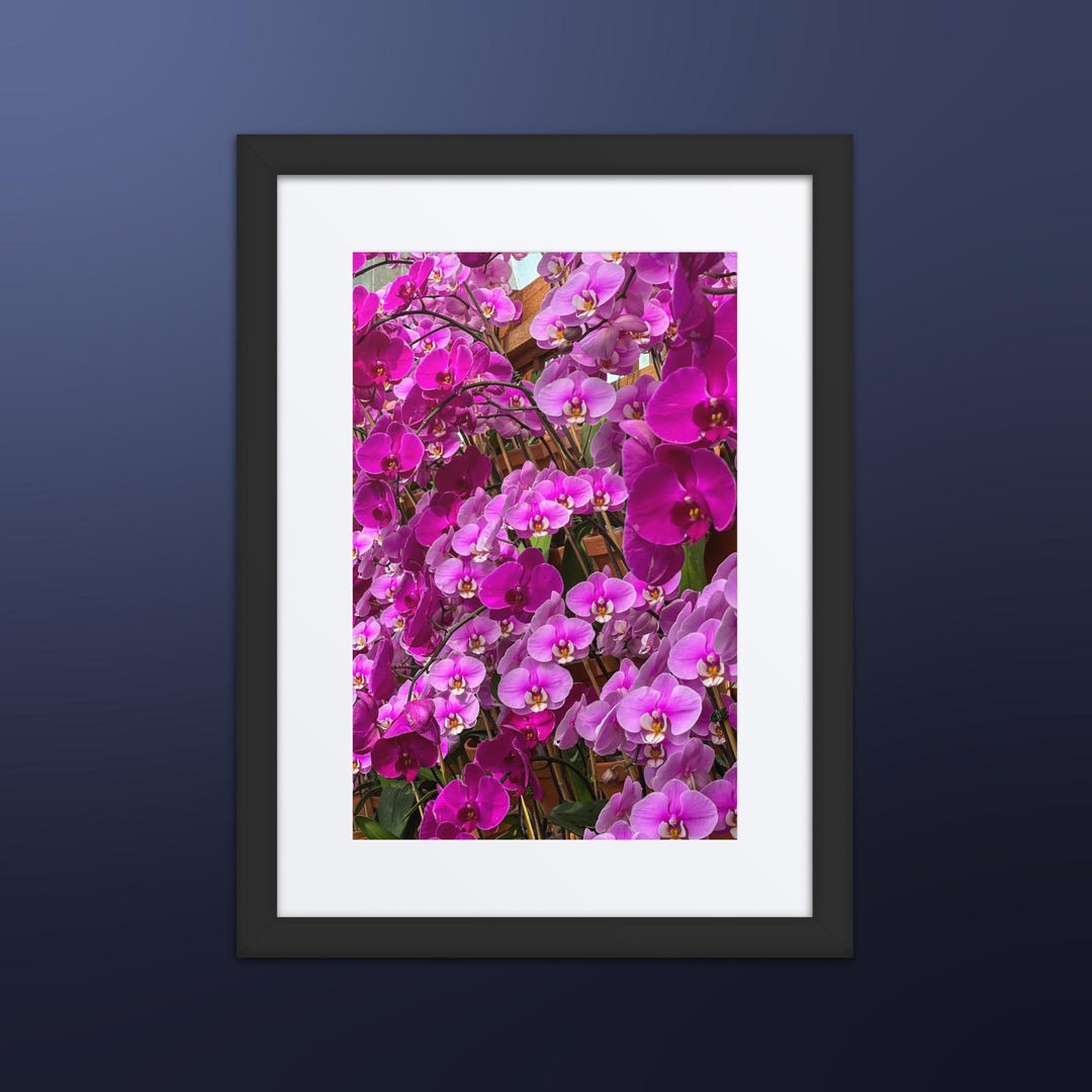 Orchid Symphony – A Vibrant Floral Display | Framed and Matted Poster ...