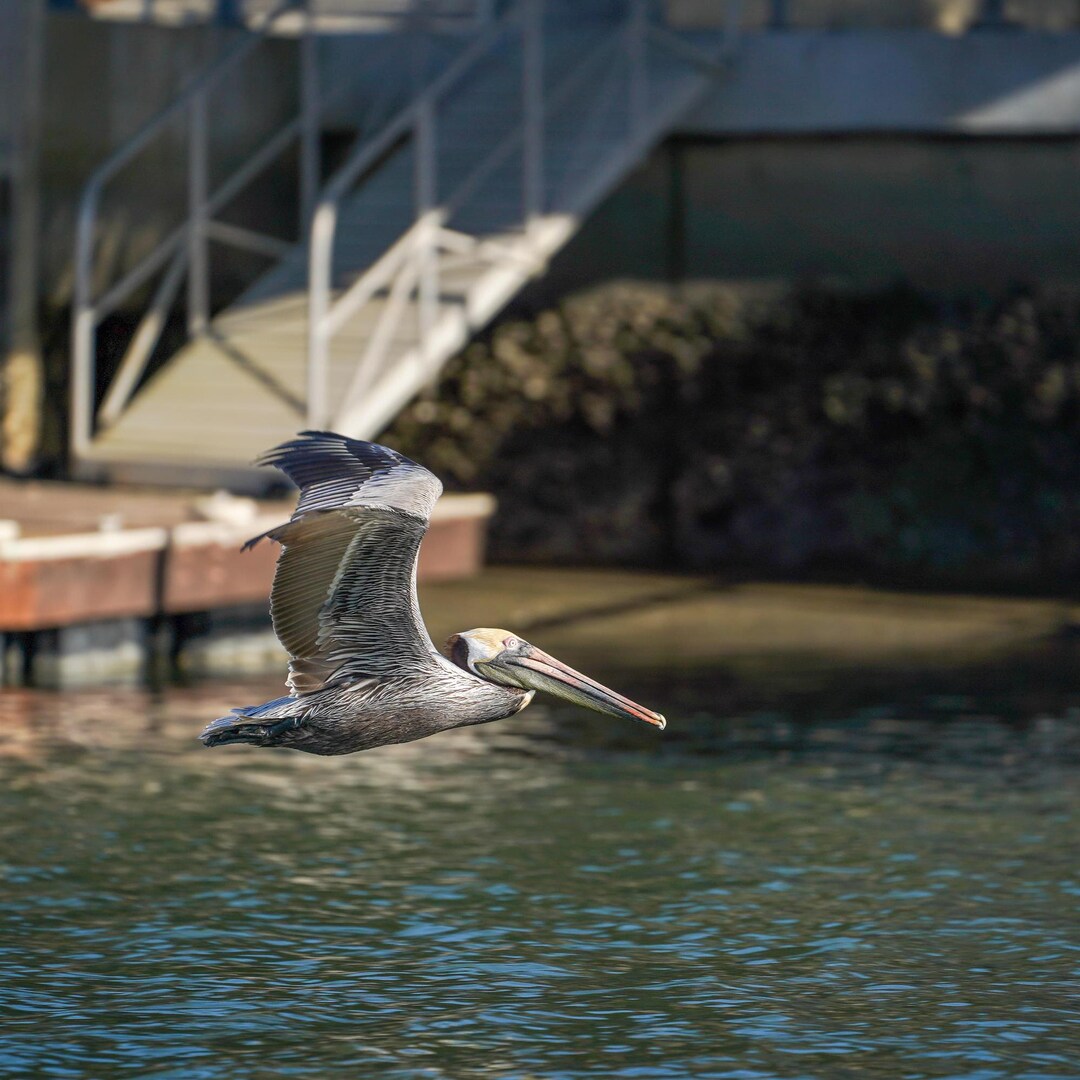Brown Pelican in Flight | Shem Creek, Mount Pleasant, SC | Digital ...