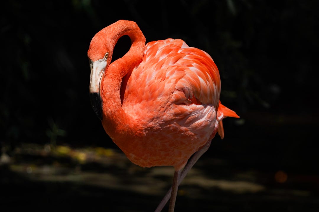 Graceful Flamingo Poise | Digital Download - Etsy