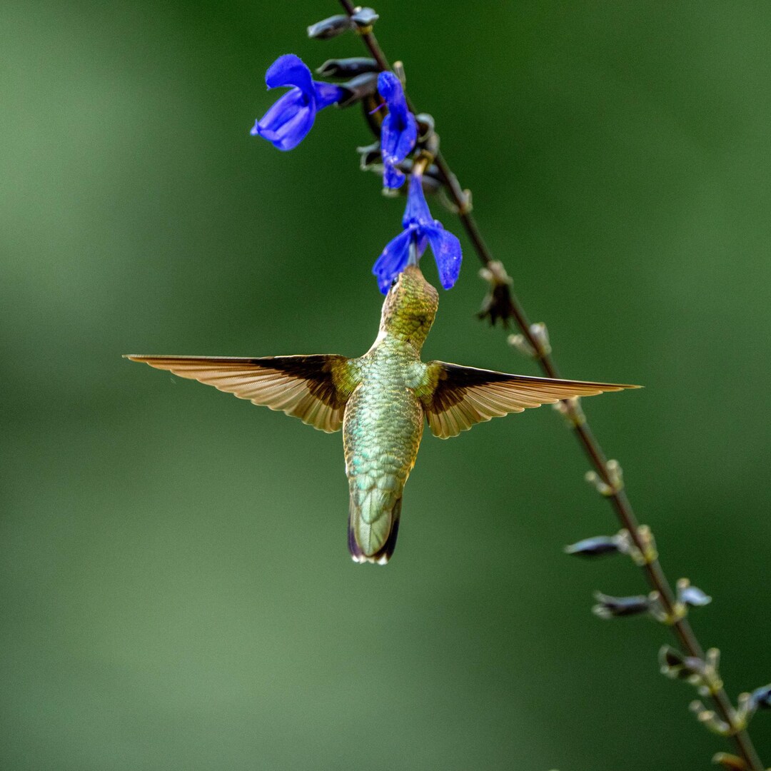 Hummingbird in Flight | Digital Download - Etsy