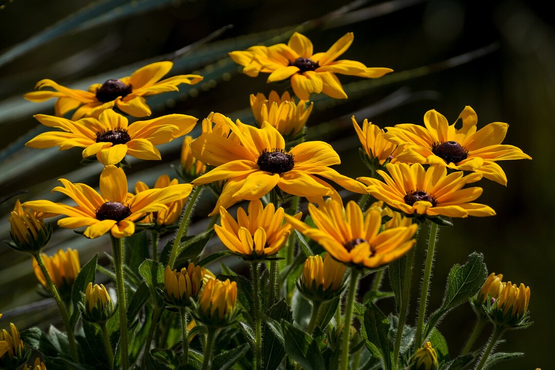 Vibrant Yellow Black-eyed Susan Flowers - Etsy