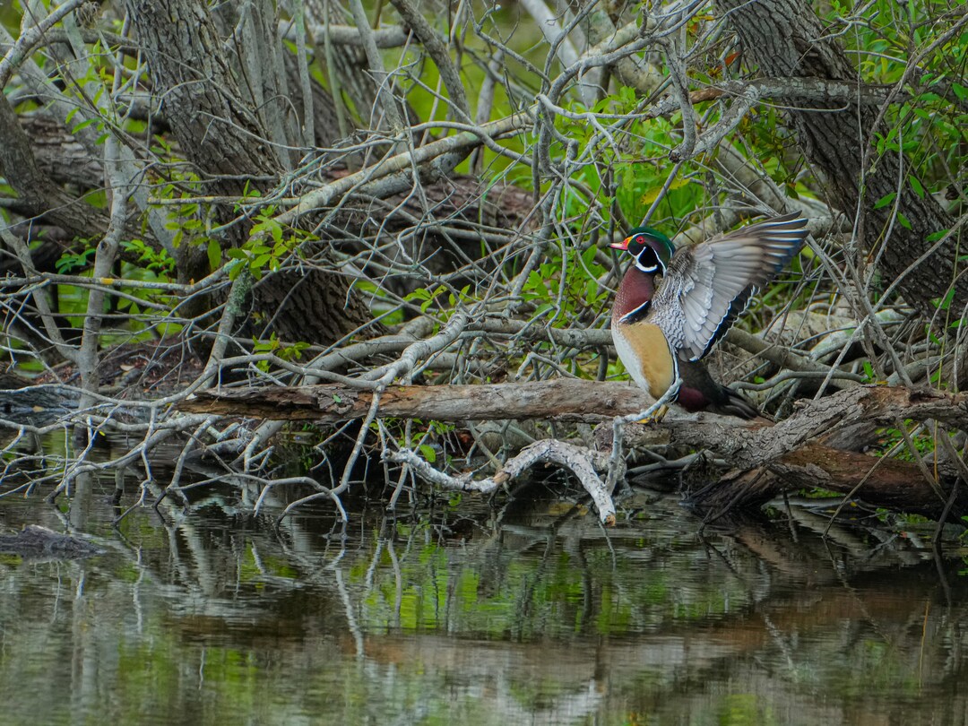 Wood Duck Flapping Wings on Log - Etsy