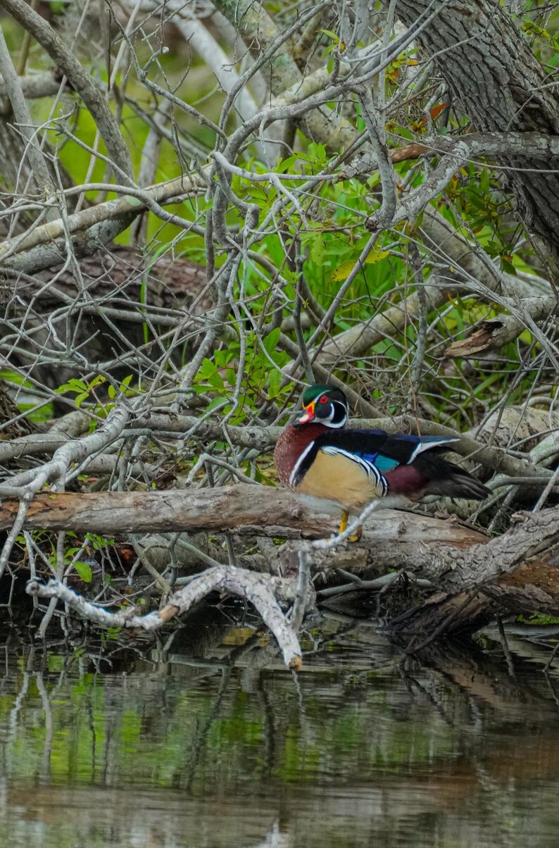 Wood Duck Trio - Wildlife Art - Set of Three Digital Nature Photos ...