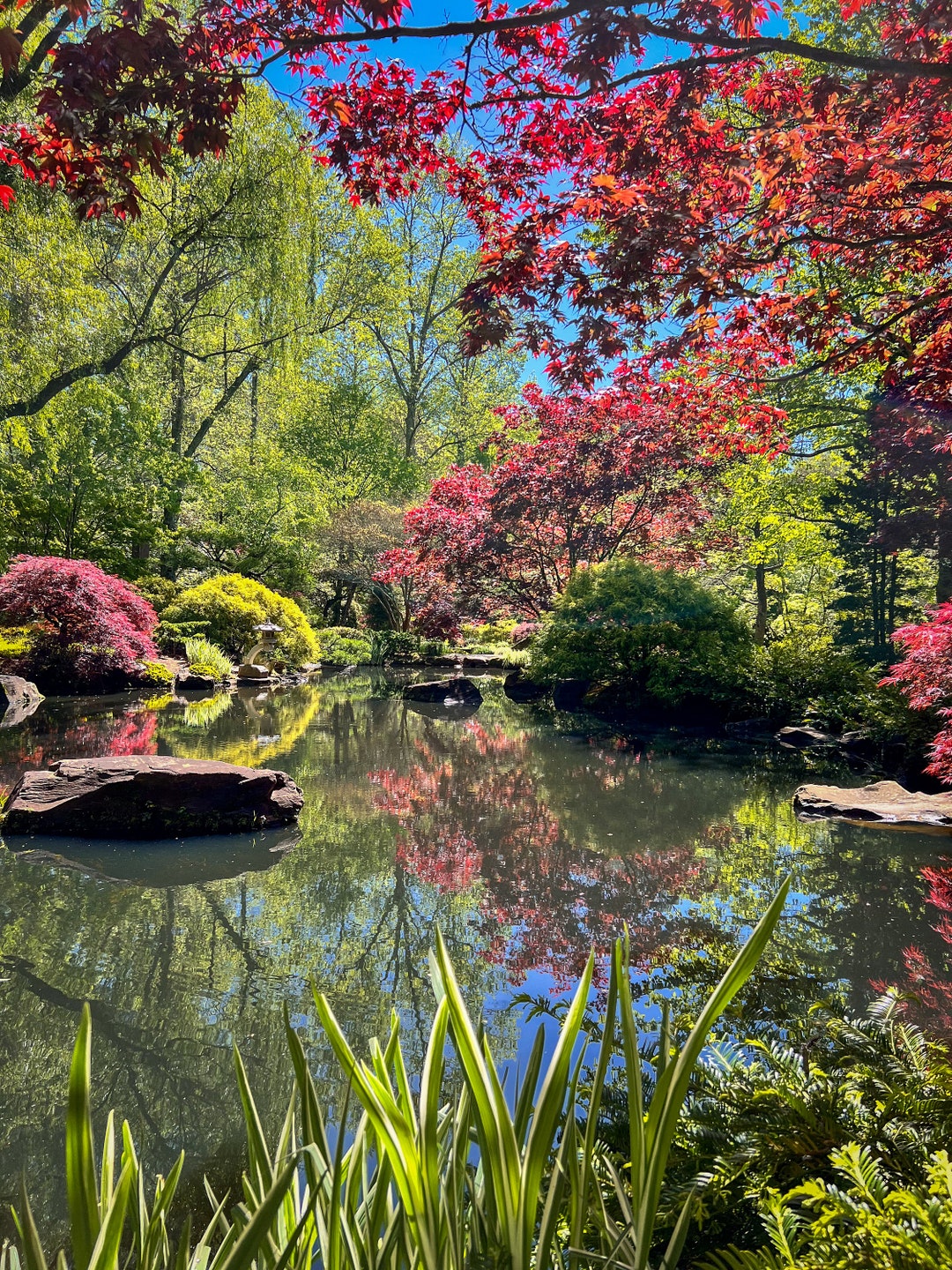 Spring Serenity: Japanese Maple Trees by the Pond - Etsy