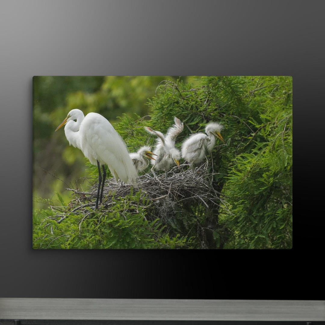 Great Egret With Chicks | Wildlife Canvas Print | Bird Photography ...