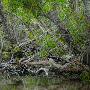 Wood Duck Trio - Wildlife Art - Set of Three Digital Nature Photos ...