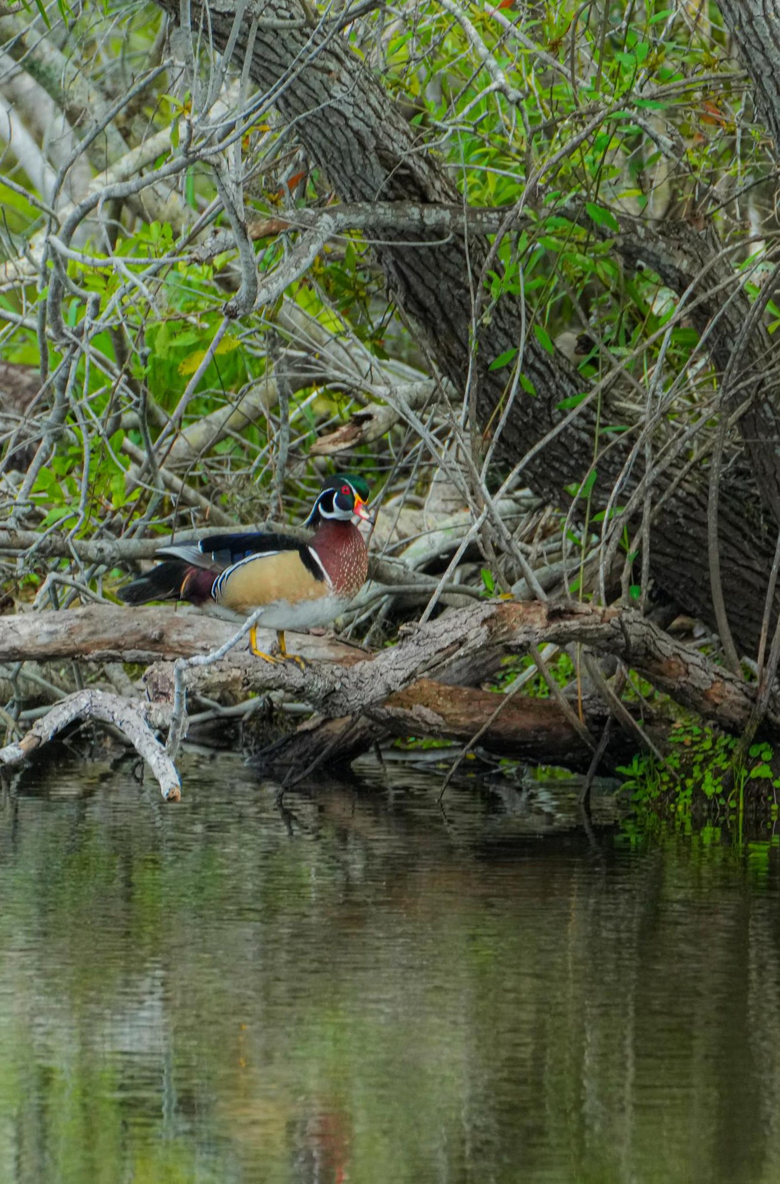 Wood Duck Trio - Wildlife Art - Set of Three Digital Nature Photos ...