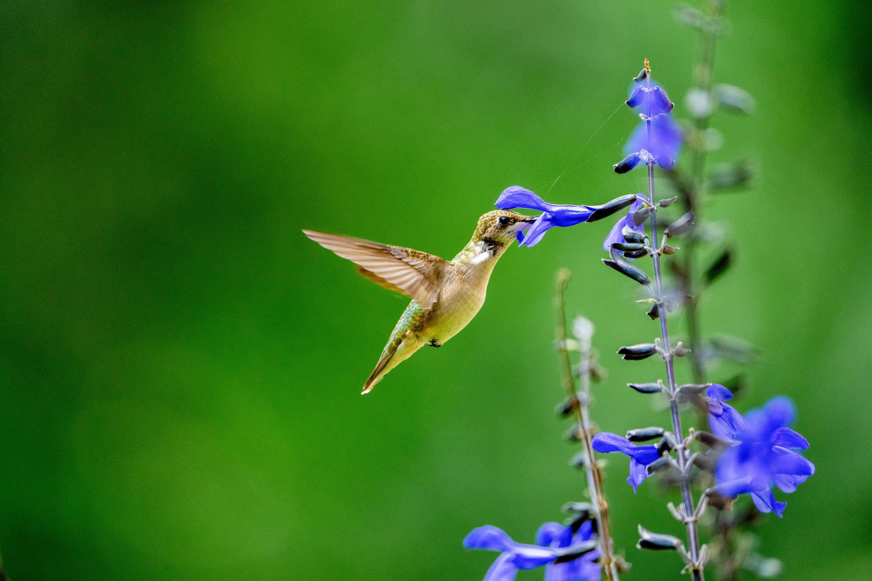 Hummingbird in Flight | Digital Download - Etsy