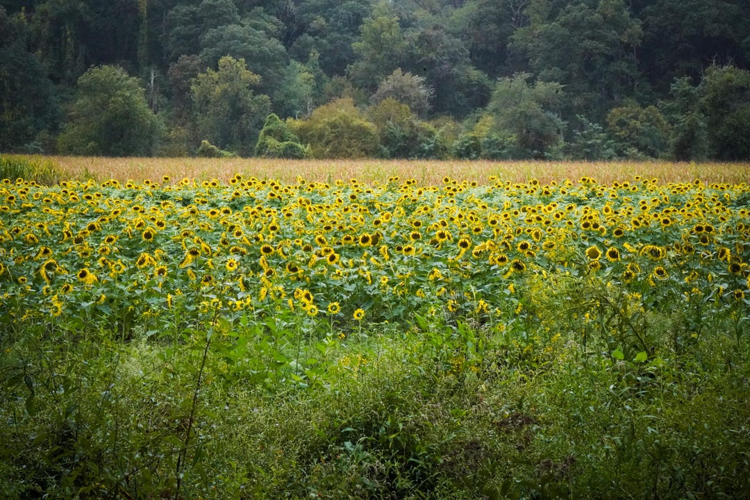 Sunflower Field at Biltmore Estates - Fall Landscape Photography ...
