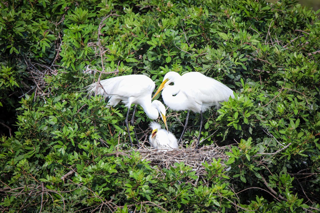 Egret Family Photograph | Venice Rookery Wildlife Art (digital Download ...
