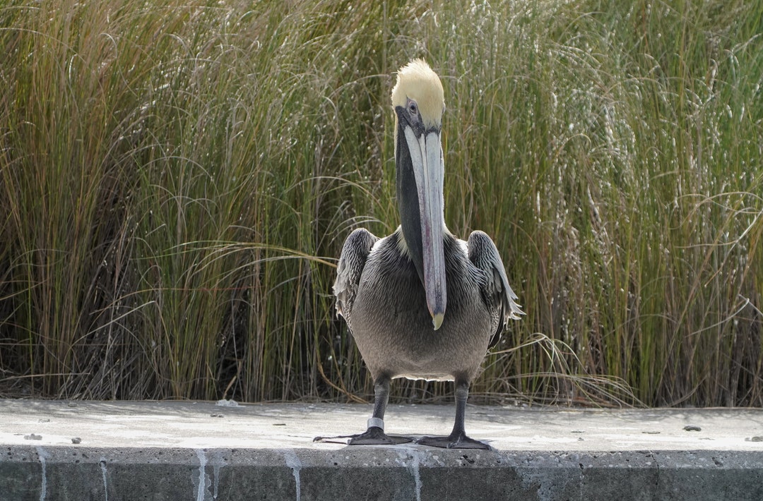 Pelican Portrait Digital File Only - Etsy