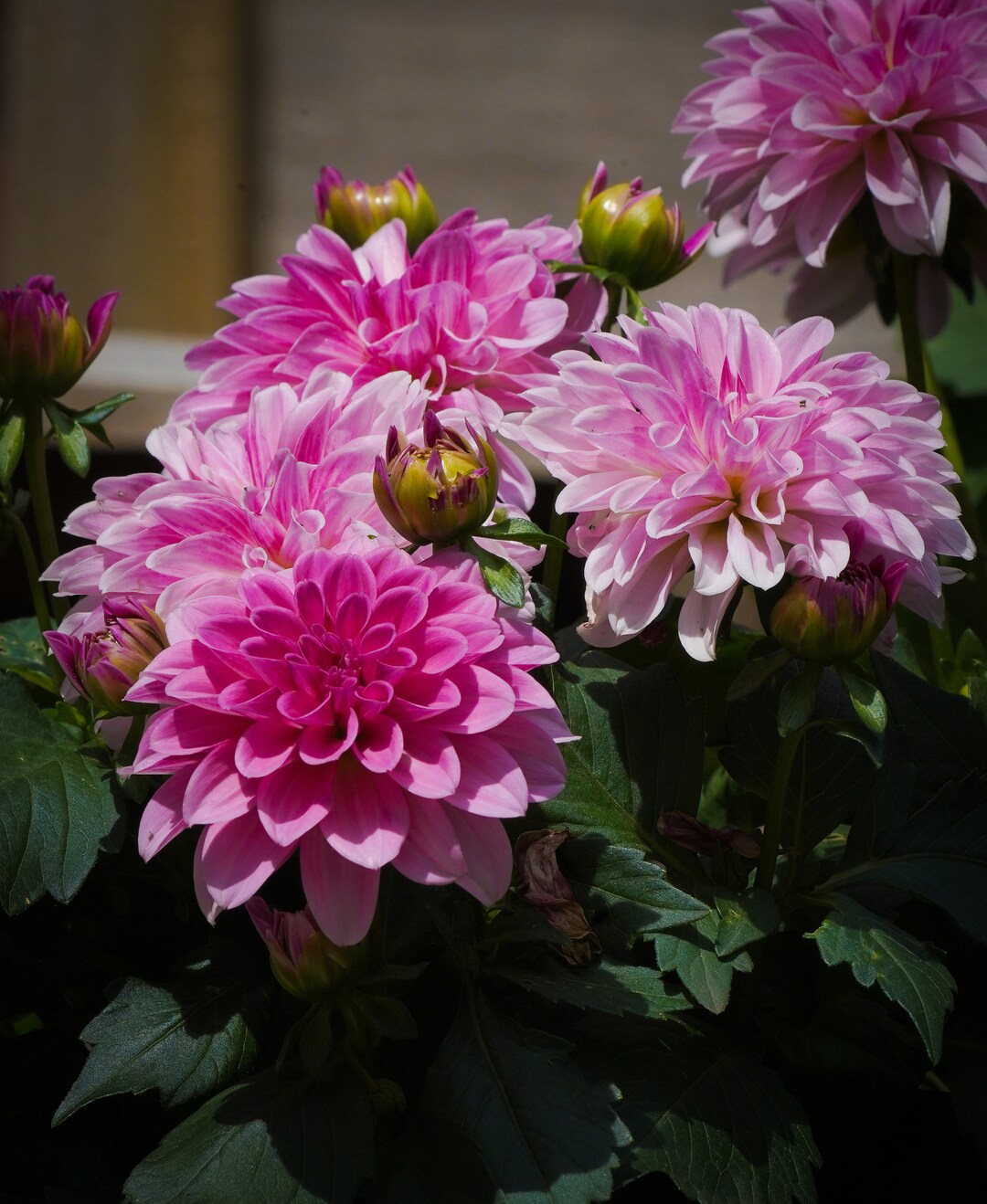 Garden Jewels: Dahlias in Bloom vertical - Etsy
