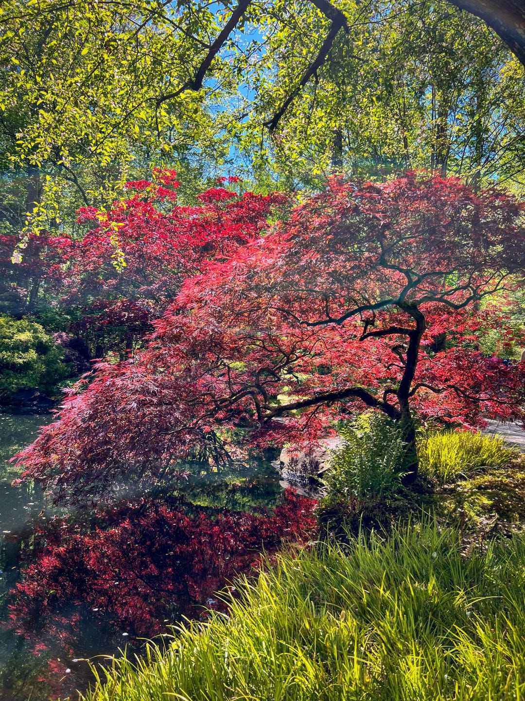 Japanese Garden Reflection – Red Maple Tree Art, Tranquil Nature ...