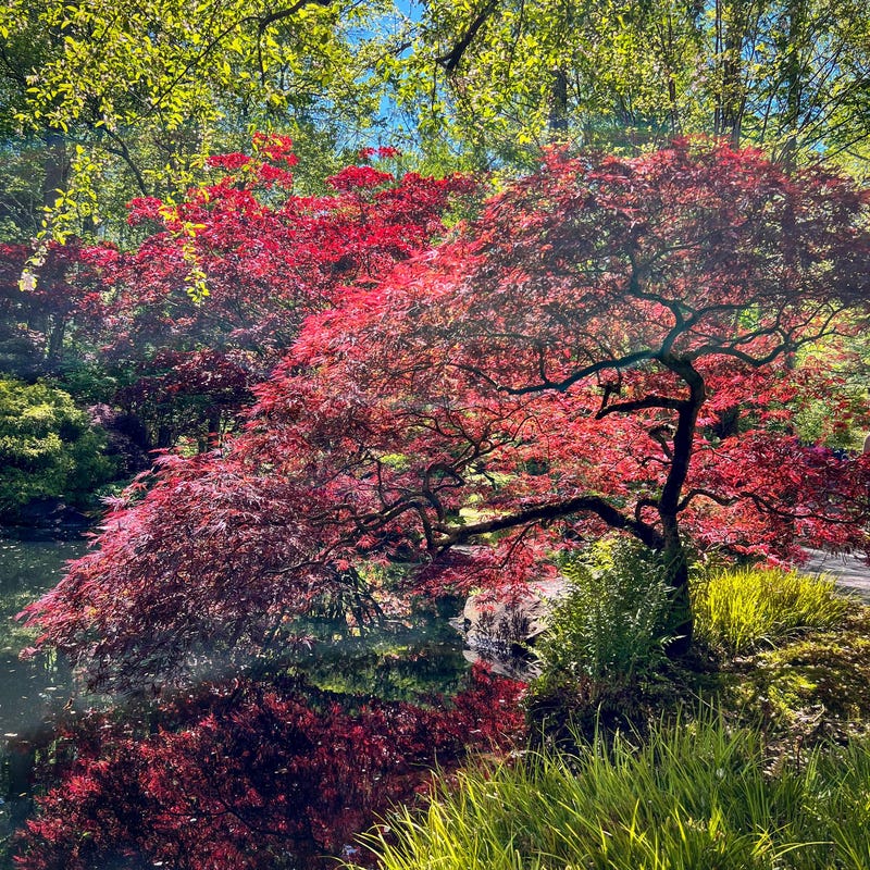 Japanese Maple Art - Etsy