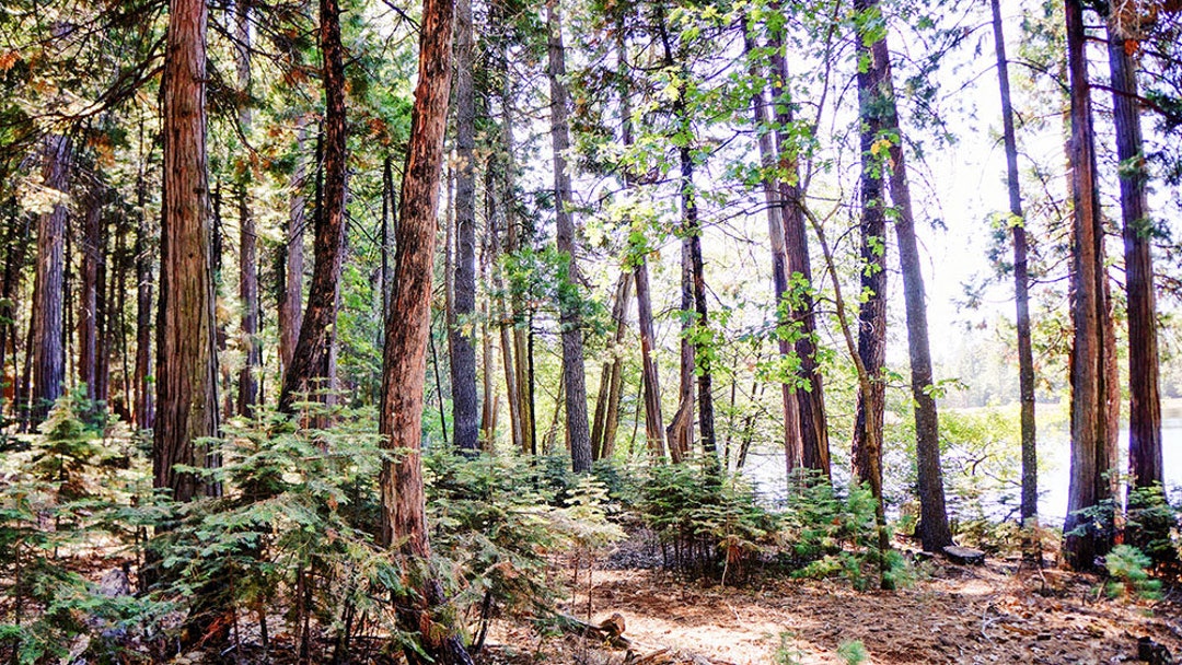 Photoshop Backgrounds Back Drop Trees Forest Digital Photography ...