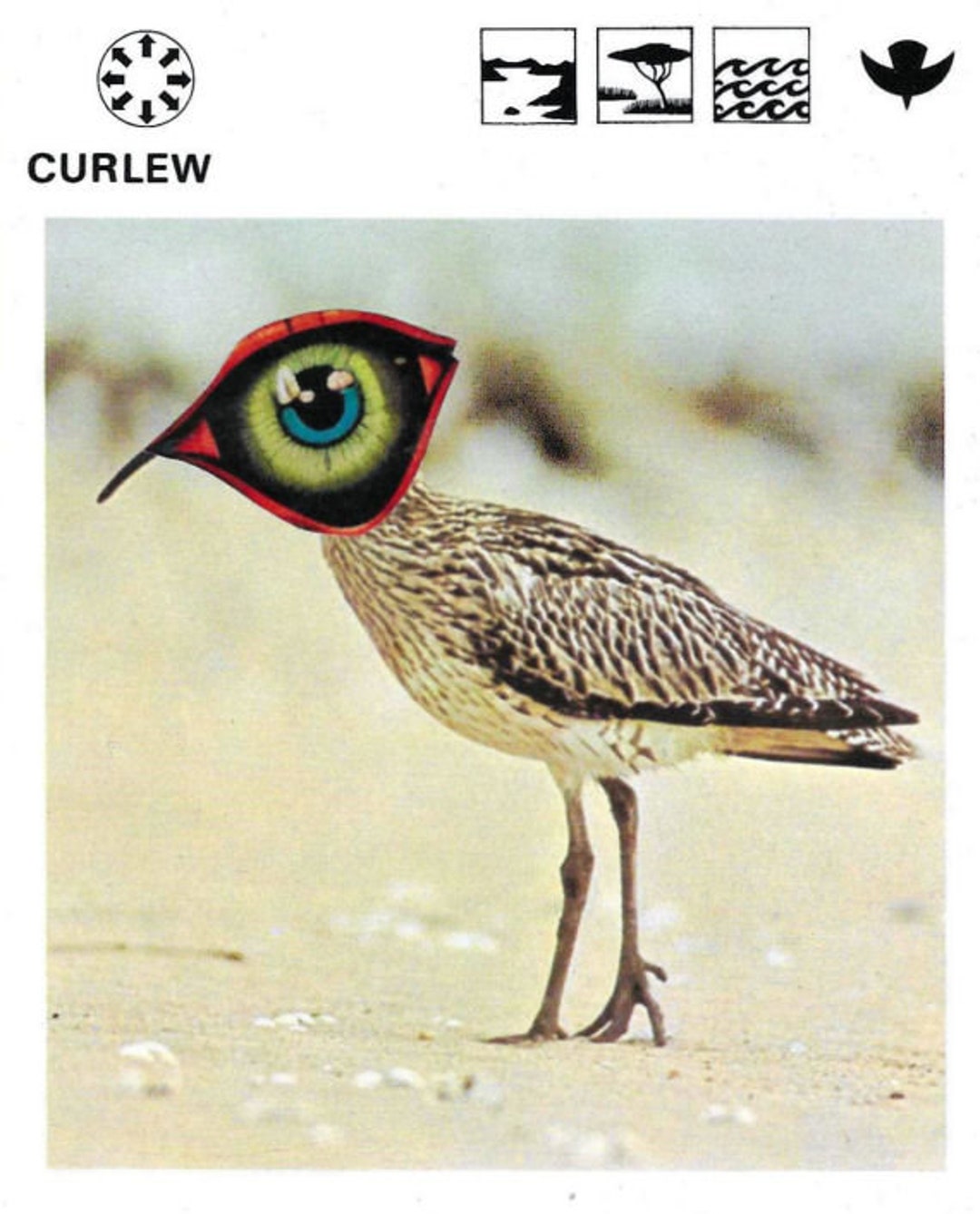 Original Collage Art, Surreal Bird Artwork - Etsy