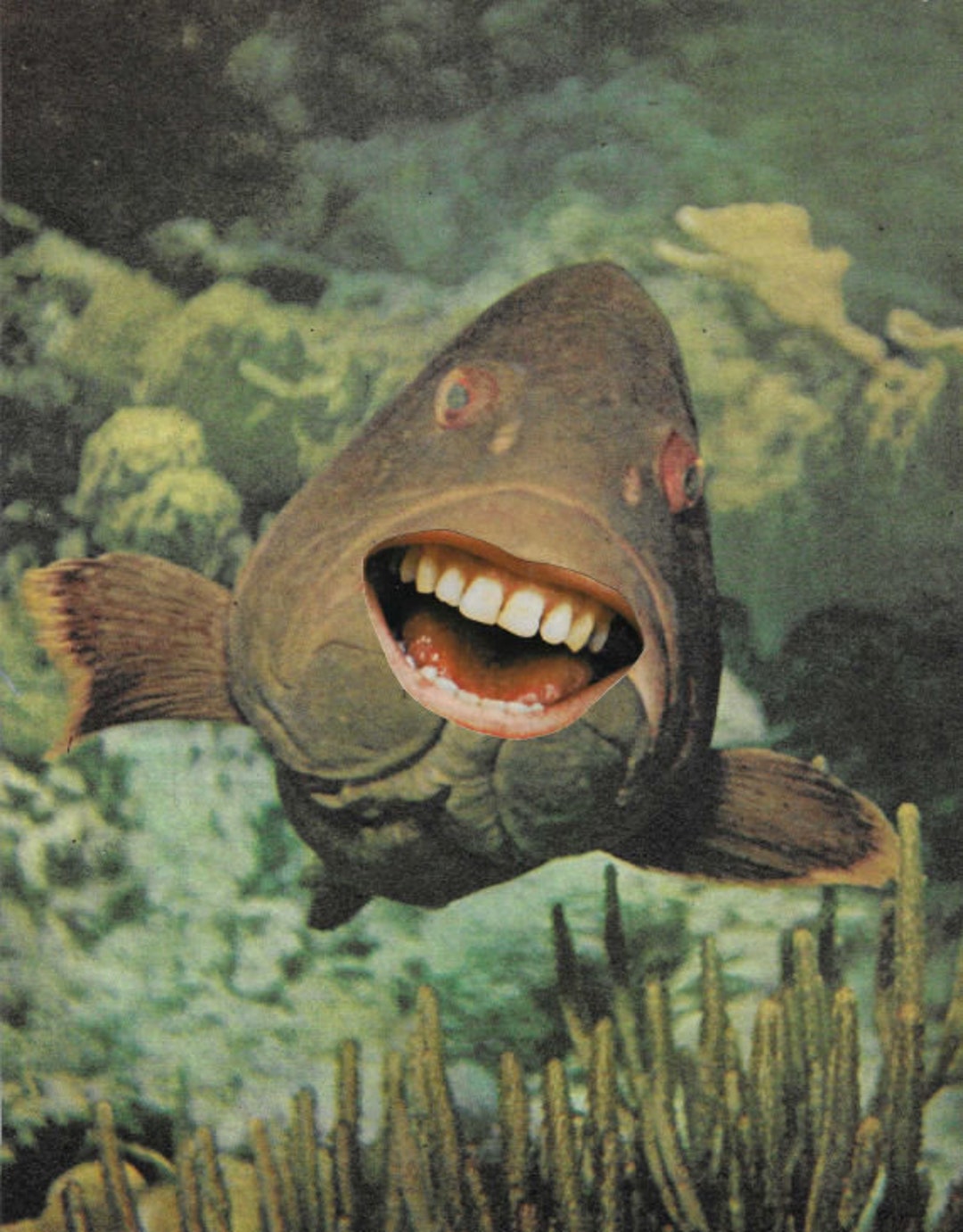 Original Collage Art, Funny Fish Face, Surrealist Artwork - Etsy