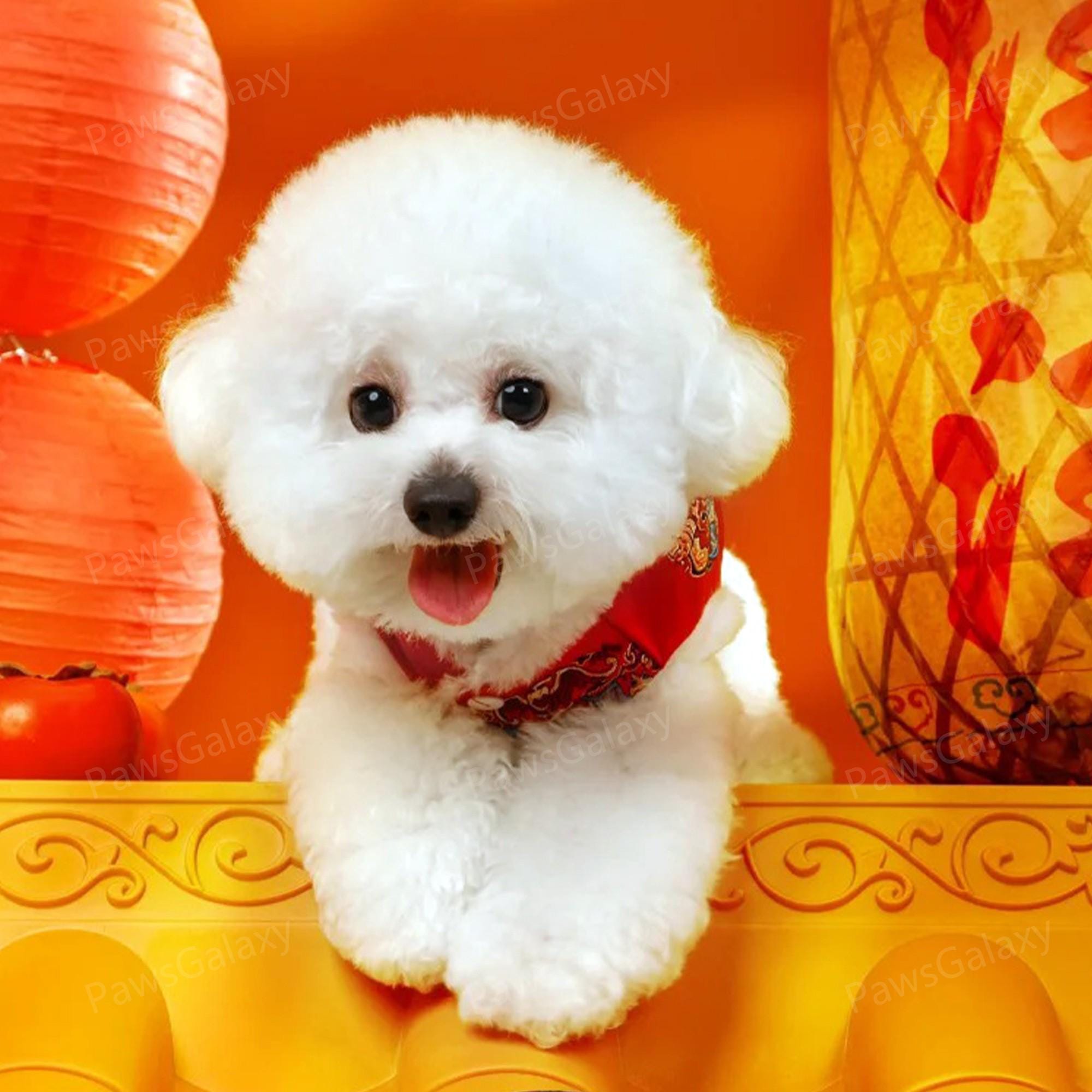 Lunar New Year Dog Outfit, Red Fu Sleeveless Jacket, Chinese Spring ...