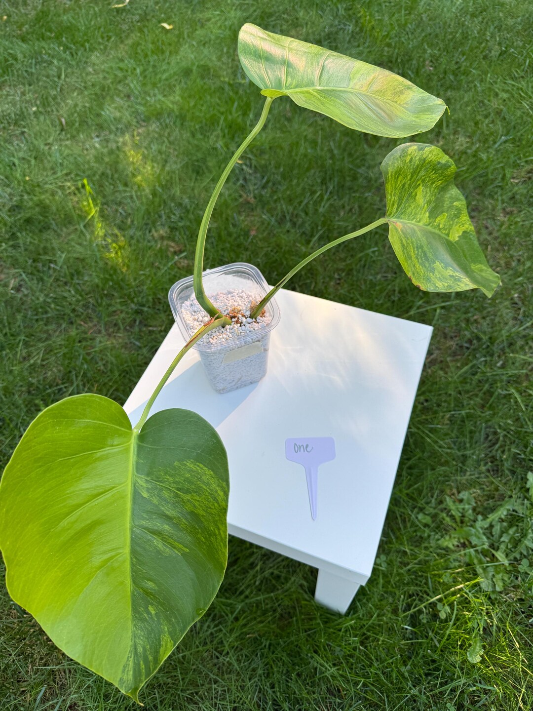 Monstera Green on Green GOG - Etsy