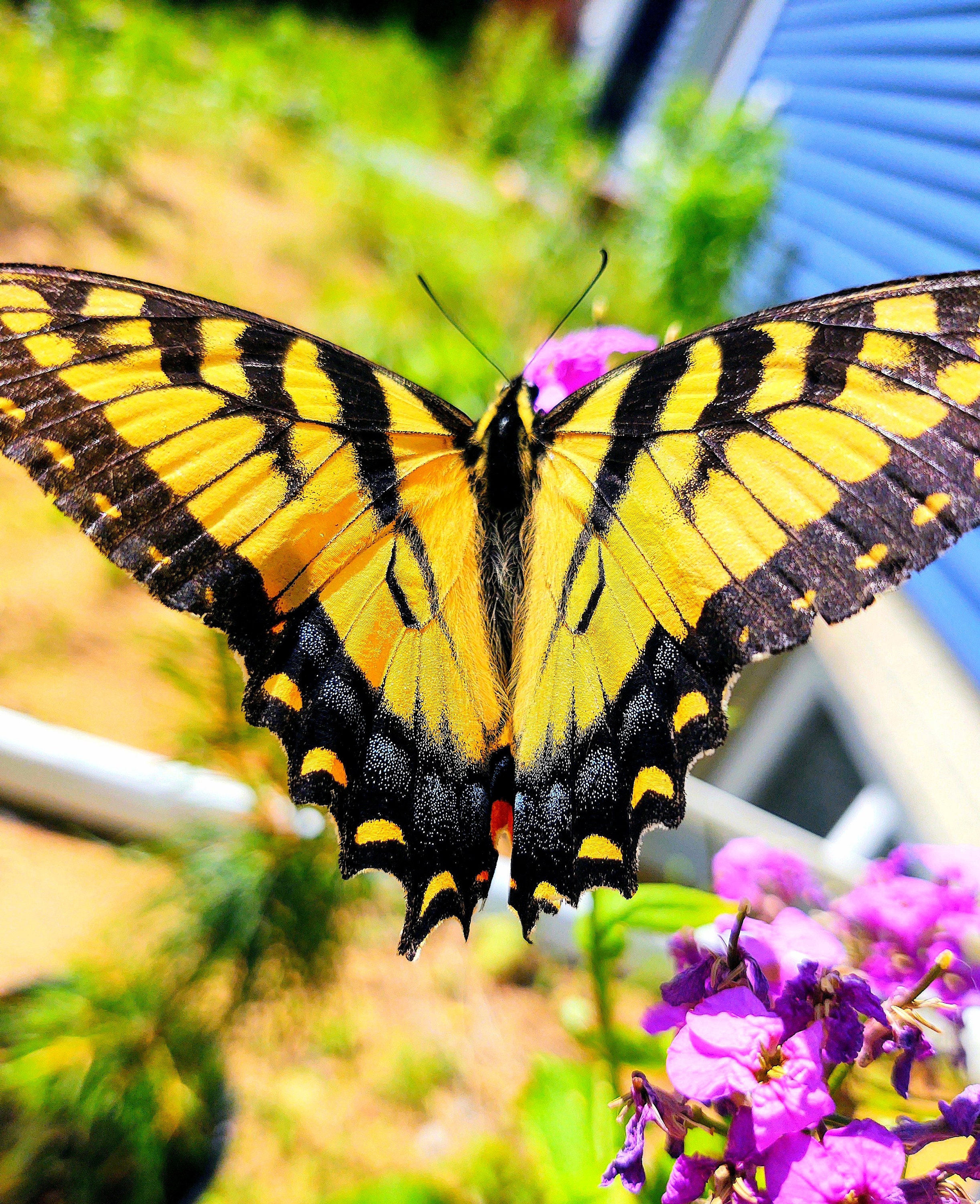 Beautiful Butterfly - Etsy