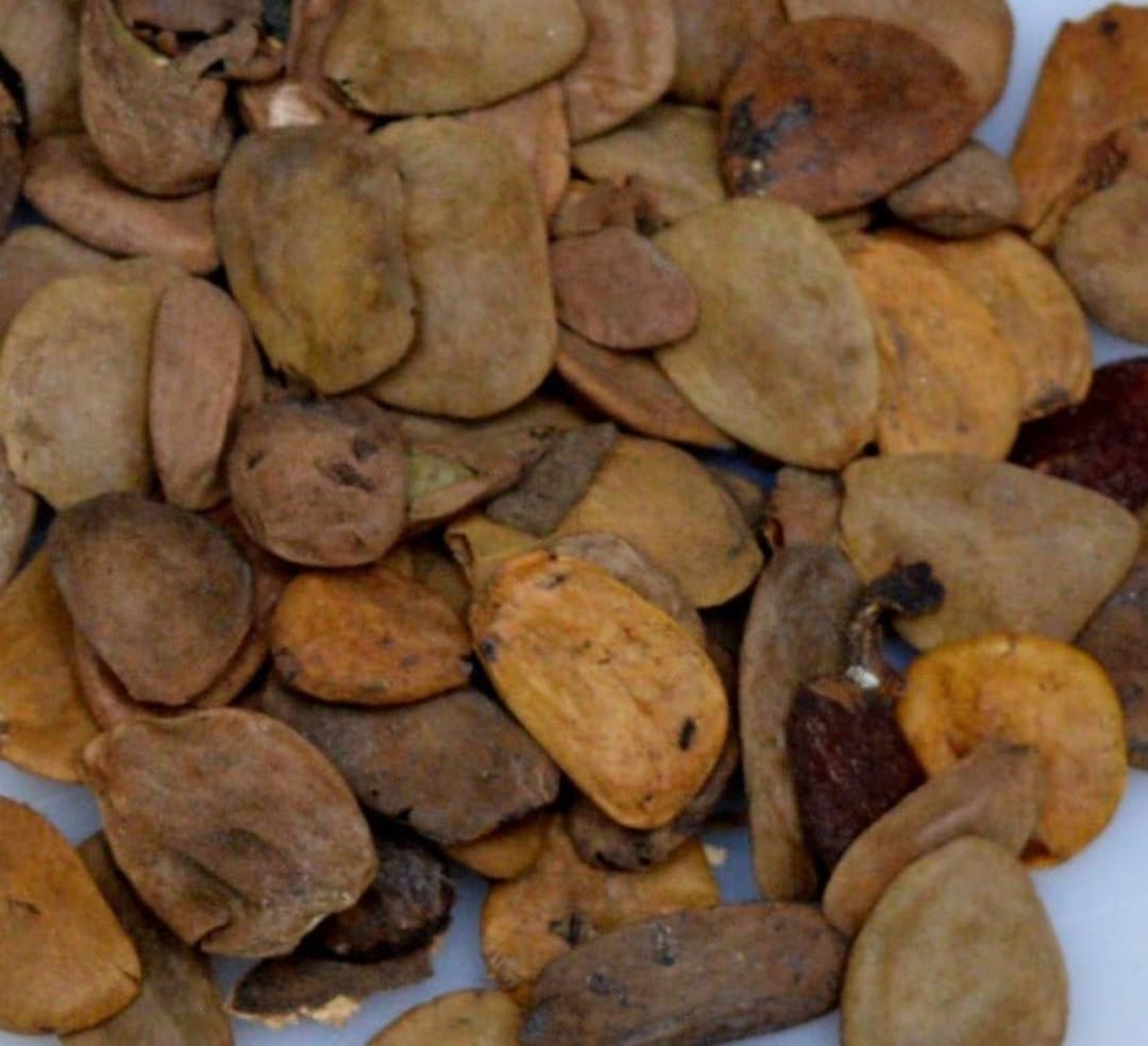 Abere Seeds - Hunteria Umbellata 100g - Etsy