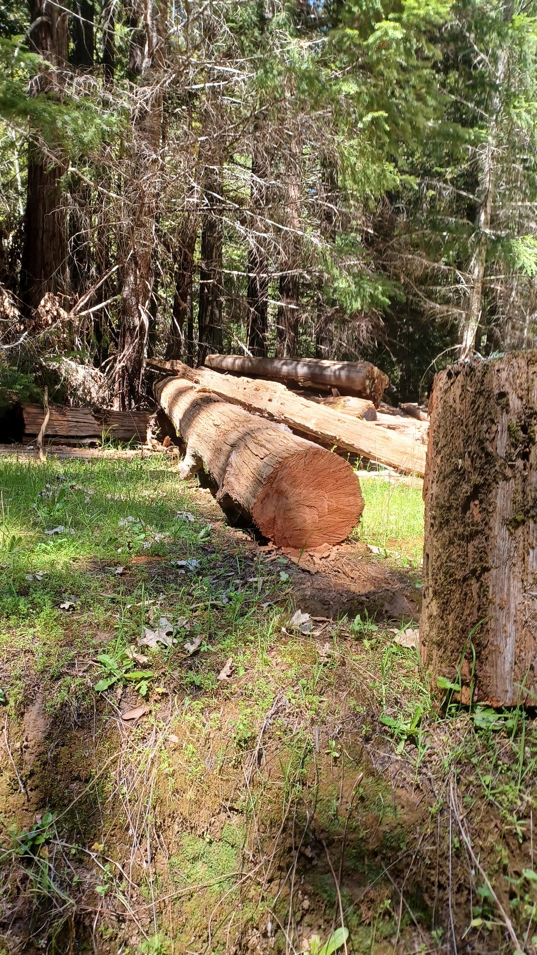 Old Growth Redwood Log - Etsy