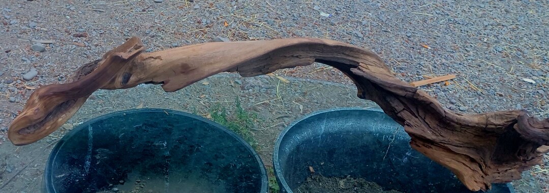 Old Growth Redwood Root - Etsy