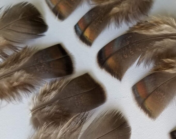2-3" WILD TURKEY Feathers, Natural Iridescent Speckled Barred Ocellated ...