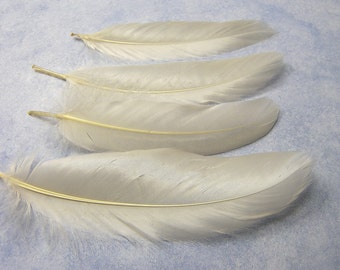 Cream feathers | Etsy