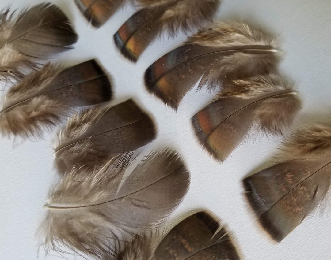 2-3" WILD TURKEY Feathers, Natural Iridescent Speckled Barred Ocellated ...