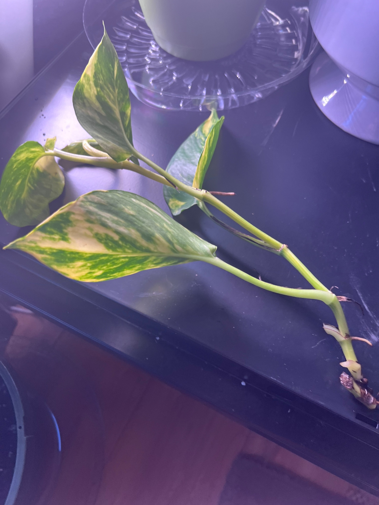 Patricio Golden Pothos Highly Variegated /epipremnum Aureum - Etsy