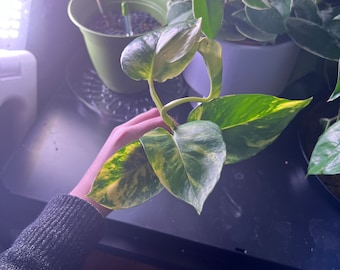 Patricio Golden Pothos High Variegated /epipremnum Aureum 6 Inches Pot ...
