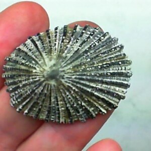 Silicone Flex Molds Set of 3 Opihi Limpet Shells Create 28mm to 40mm ...