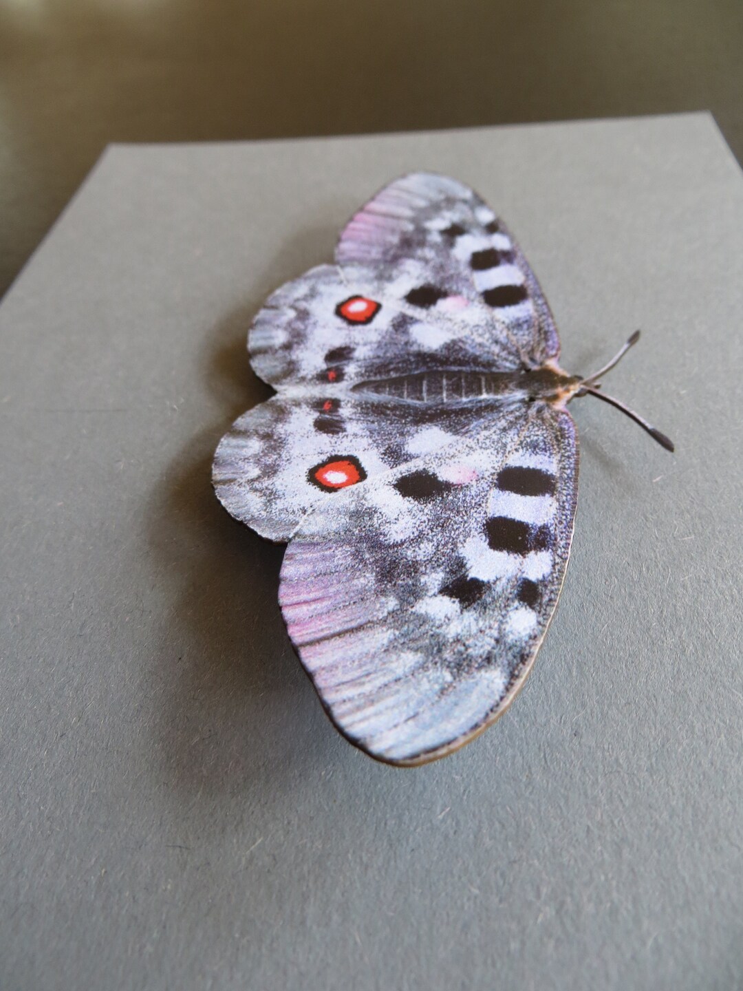 Apollo Butterfly, Butterfly of the Year 2024, King of Butterflies ...