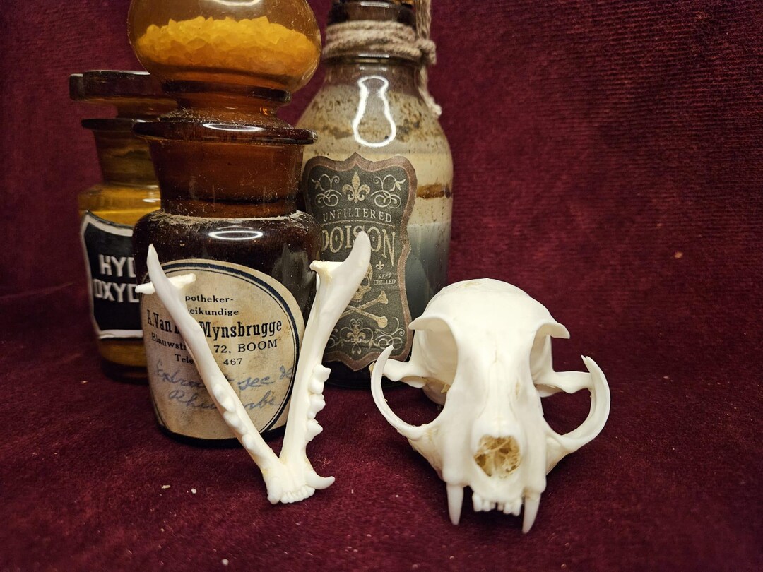 Real Natural Domestic Cat Skull Bone (felis Catus) - Etsy