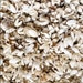 Bleached Bakuli Pods - Wood Tulip - Dried Flowers - Potpourri Filler - Etsy