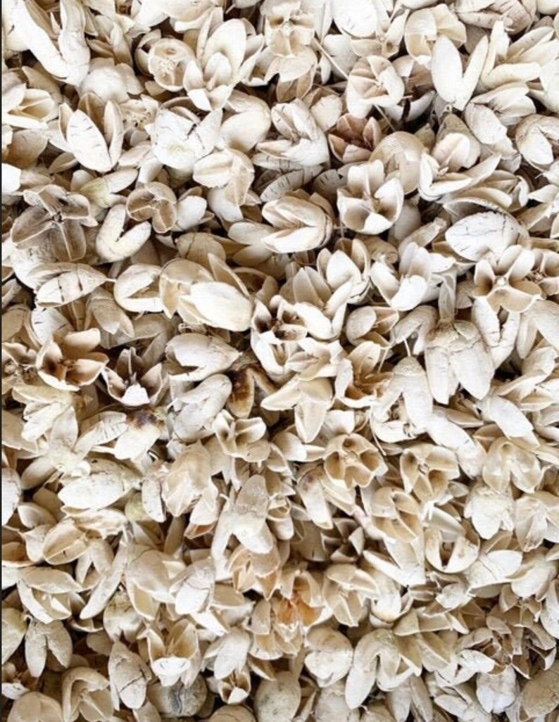 Bleached Bakuli Pods - Wood Tulip - Dried Flowers - Potpourri Filler - Etsy