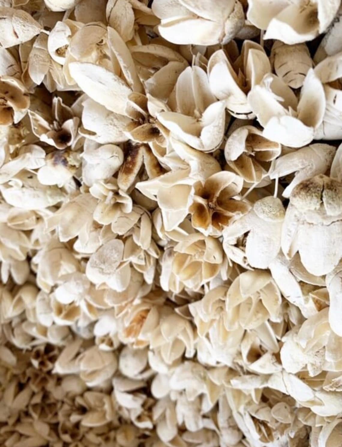 Bleached Bakuli Pods - Wood Tulip - Dried Flowers - Potpourri Filler - Etsy