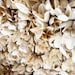 Bleached Bakuli Pods - Wood Tulip - Dried Flowers - Potpourri Filler - Etsy
