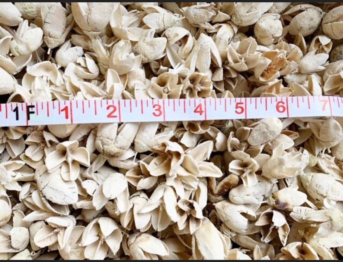 Bleached Bakuli Pods - Wood Tulip - Dried Flowers - Potpourri Filler - Etsy
