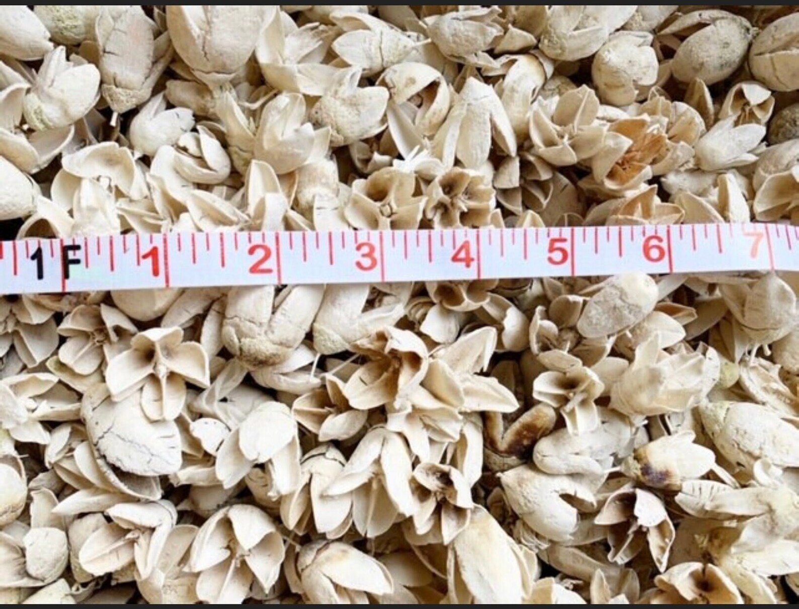 Bleached Bakuli Pods - Wood Tulip - Dried Flowers - Potpourri Filler - Etsy