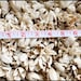Bleached Bakuli Pods - Wood Tulip - Dried Flowers - Potpourri Filler - Etsy