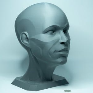 Planar Head Model, Artist Anatomy Sculpture Statue, Human Female Art ...