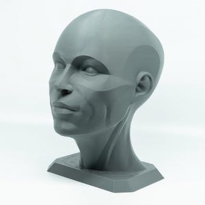 Planar Head Model, Artist Anatomy Sculpture Statue, Human Female Art ...