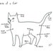 Instant Download: Parts of a Cat / Where to Pet Your Cat Drawing 5x7 ...