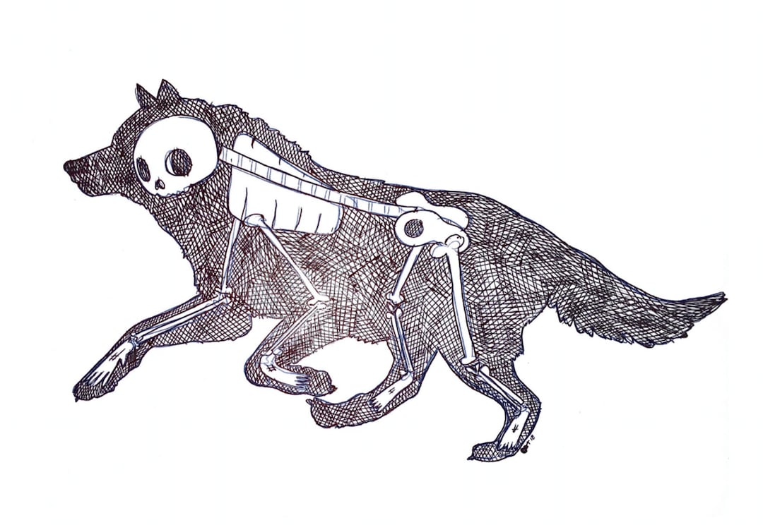 Hand Drawn Wolf Skeleton Print, 8x10 Print and 5x7 Prints, Dog, Nature ...