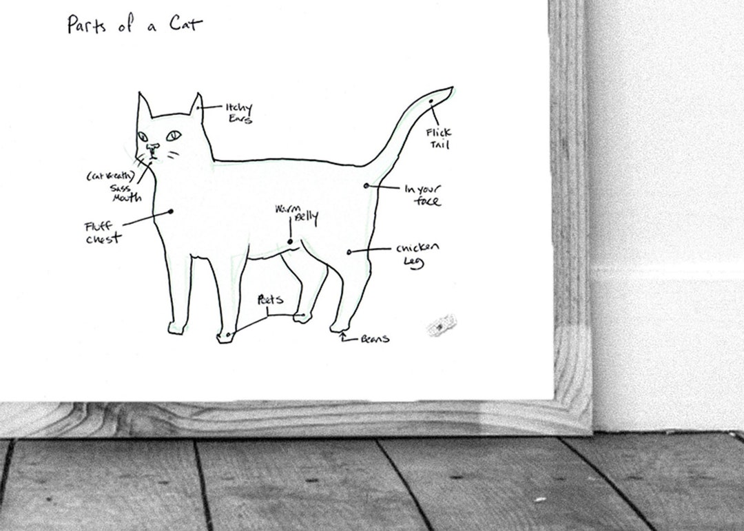 Instant Download: Parts of a Cat / Cat Petting Guide Drawing 5x7 Print ...