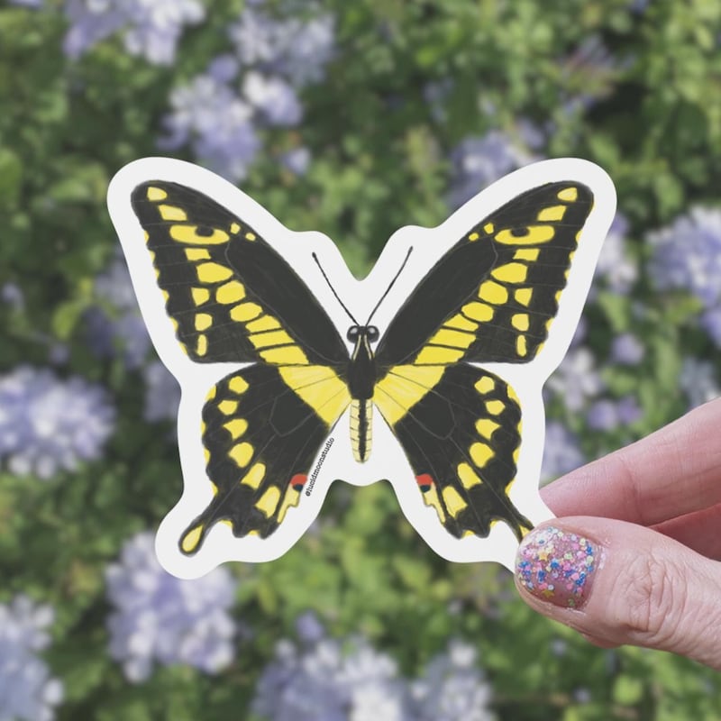 Swallowtail Plant - Etsy