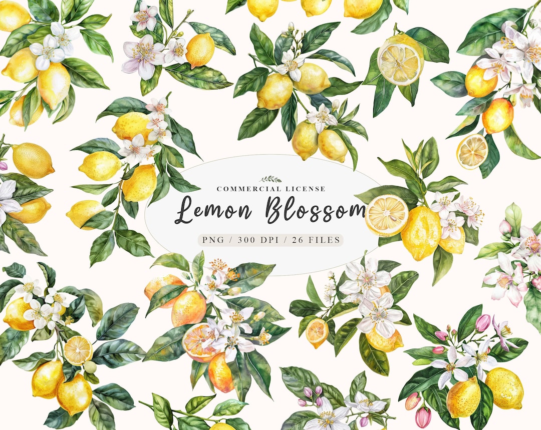 Vibrant Citrus Blossom Clipart PNG for Fruit Bundle, Citrus Watercolor ...